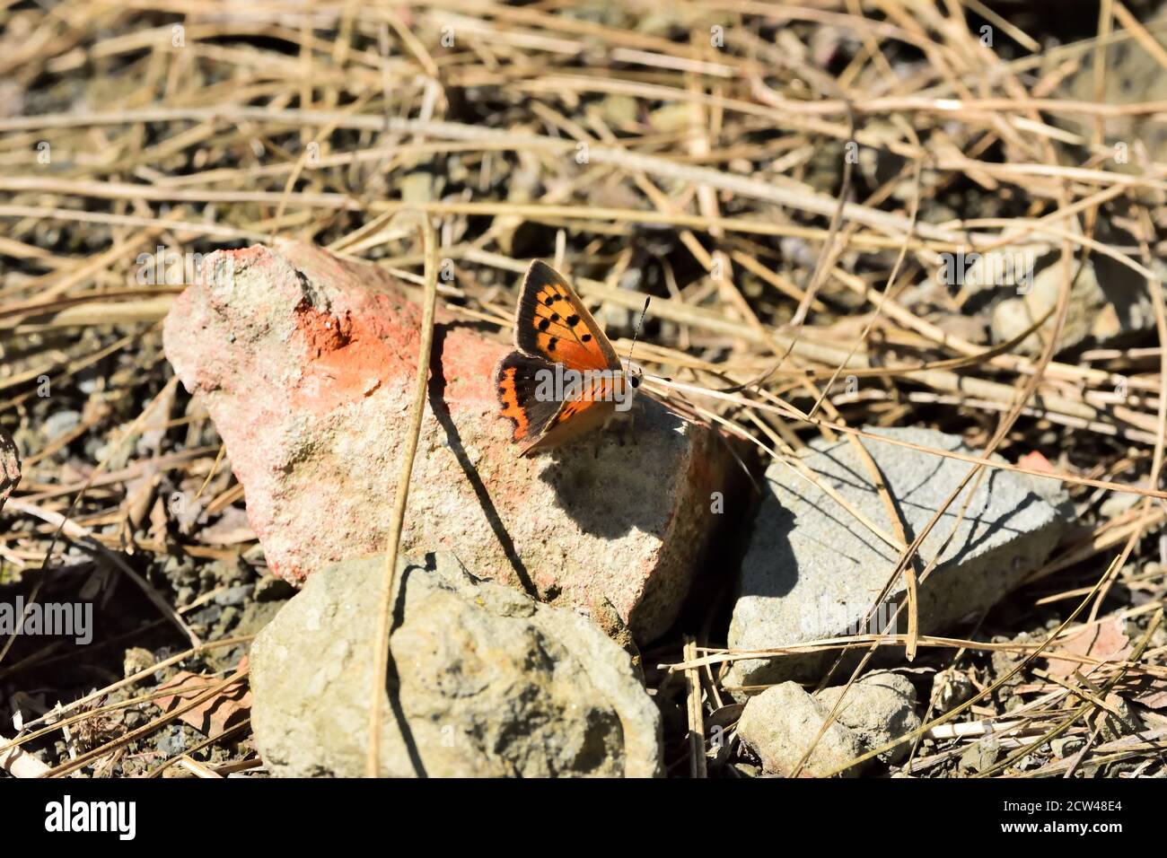 American copper butterfly hi-res stock photography and images - Alamy