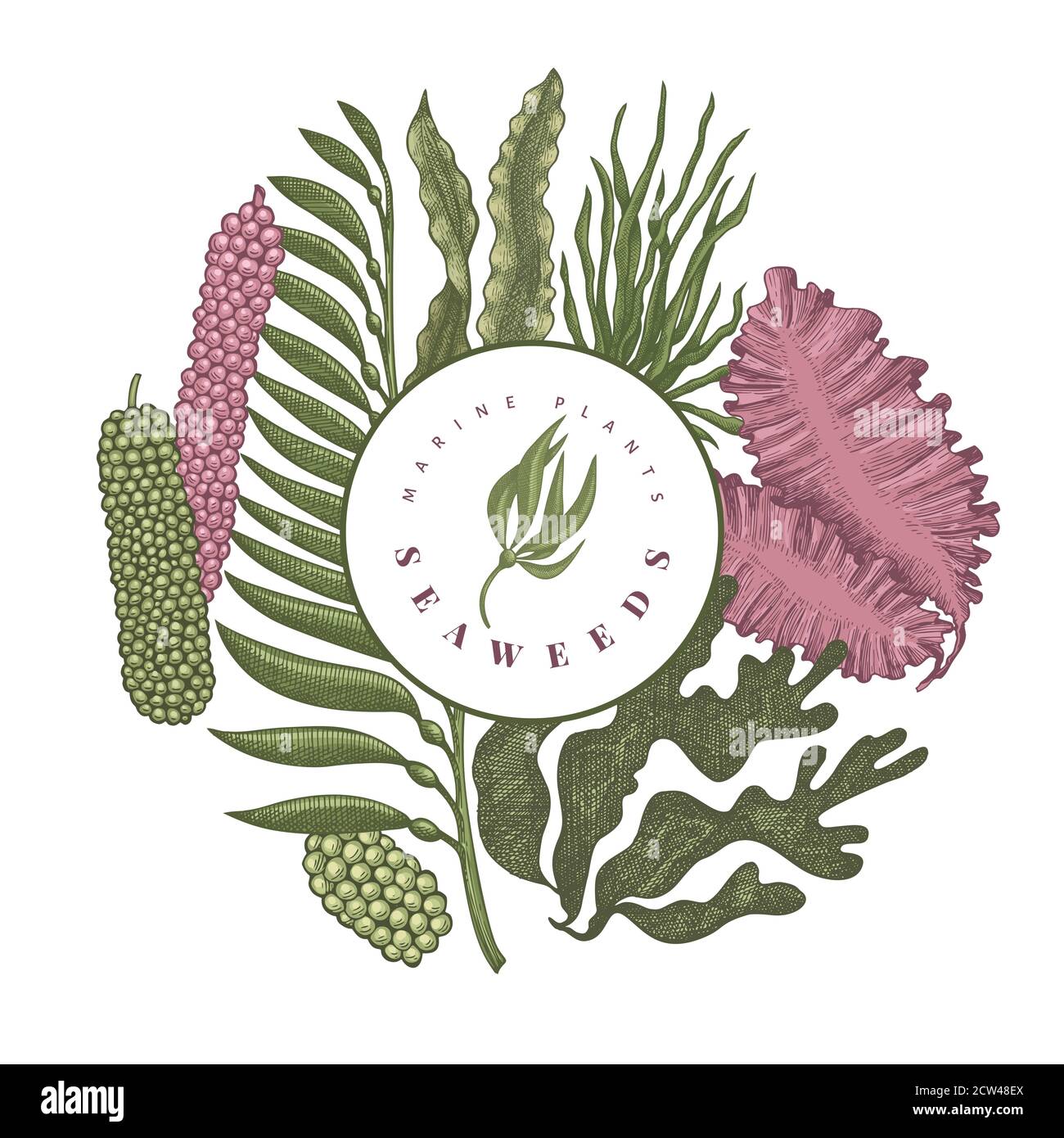 Seaweed color design template. Hand drawn vector seaweeds illustration ...