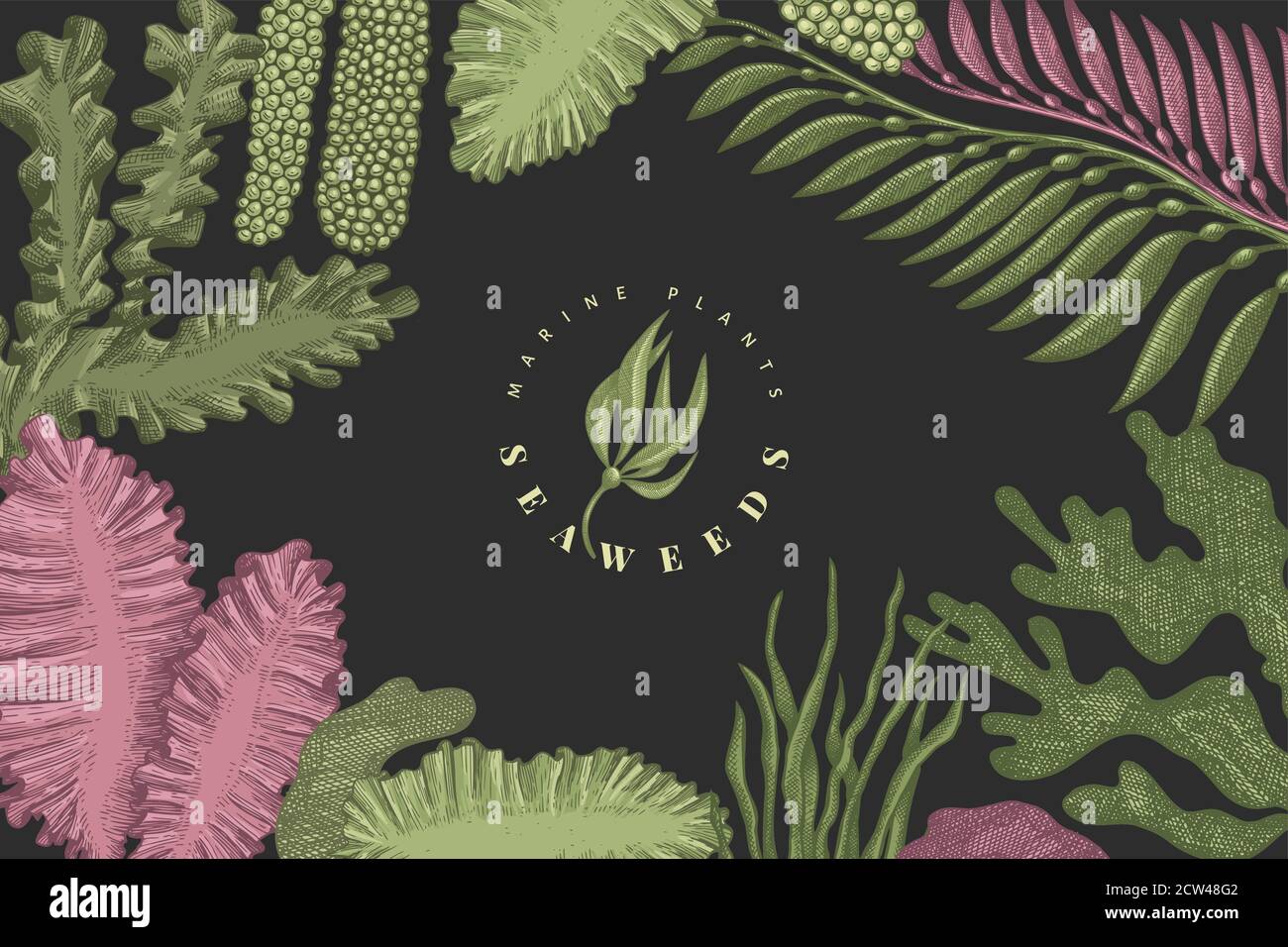 Seaweed color design template. Hand drawn vector seaweeds illustrations ...