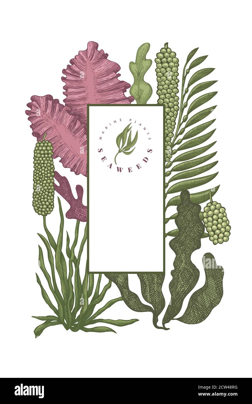 Seaweed color design template. Hand drawn vector seaweeds illustration ...