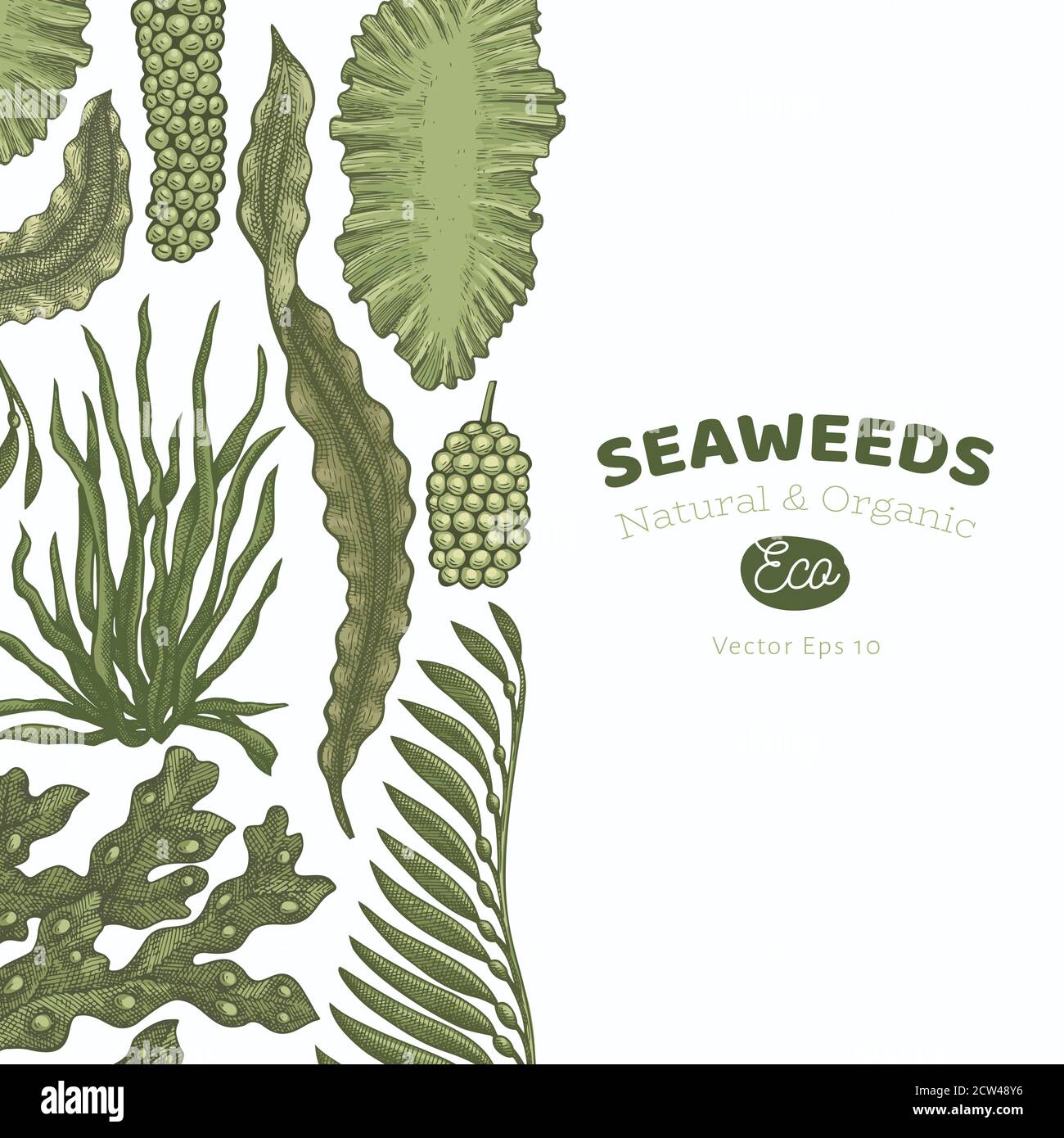 Seaweed color design template. Hand drawn vector seaweeds illustration ...