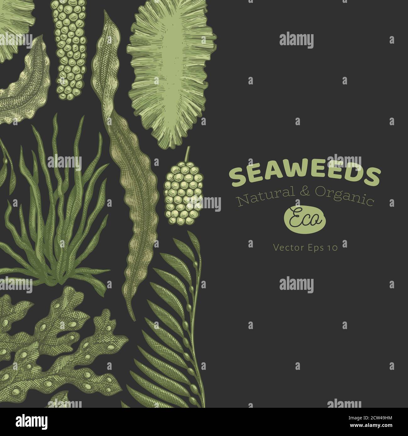 Seaweed color design template. Hand drawn vector seaweeds illustrations ...