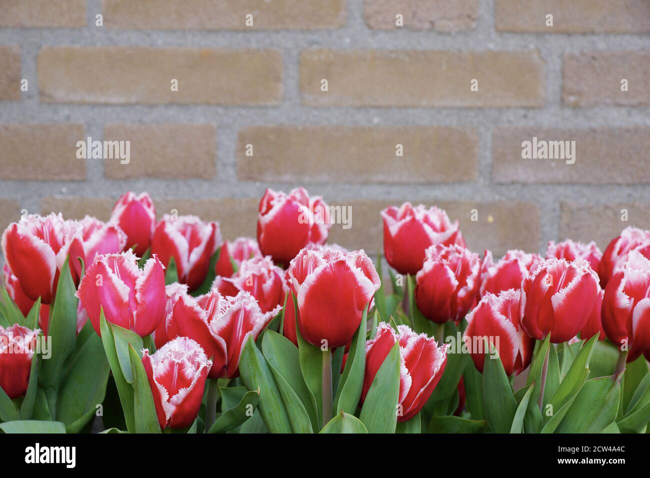 Group of red Fringed tulips with a stone wall behind Stock Photo - Alamy
