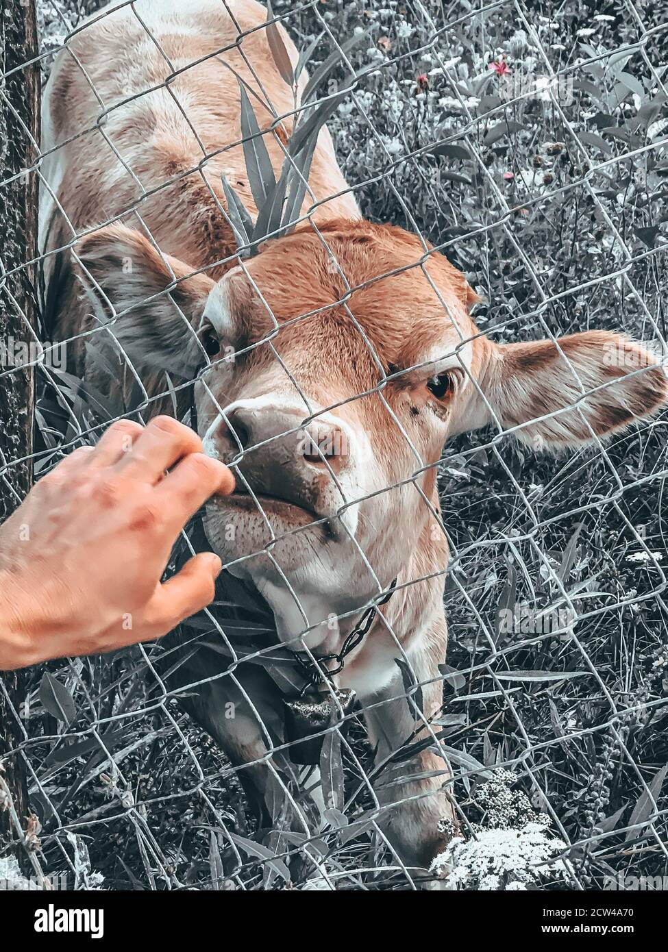 Closeup of a funny calf behind the metal mesh grid Stock Photo - Alamy