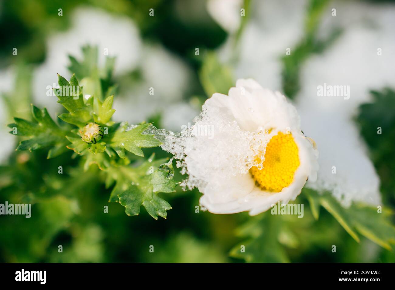 Early flowers oof the spring under snow in a garden Stock Photo - Alamy