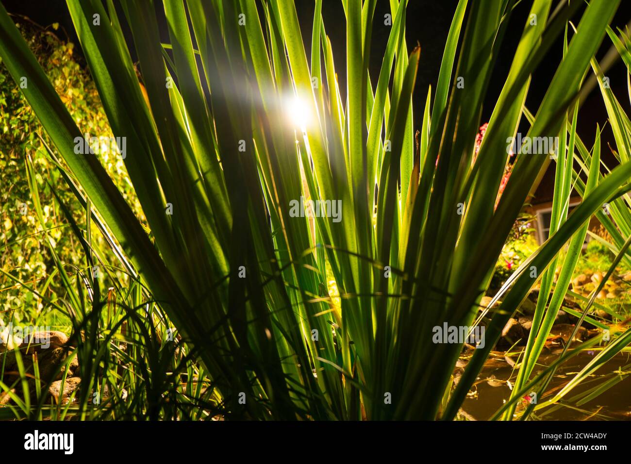 Garden pond at night. Illuminated pond shore in a night. Garden fish ...