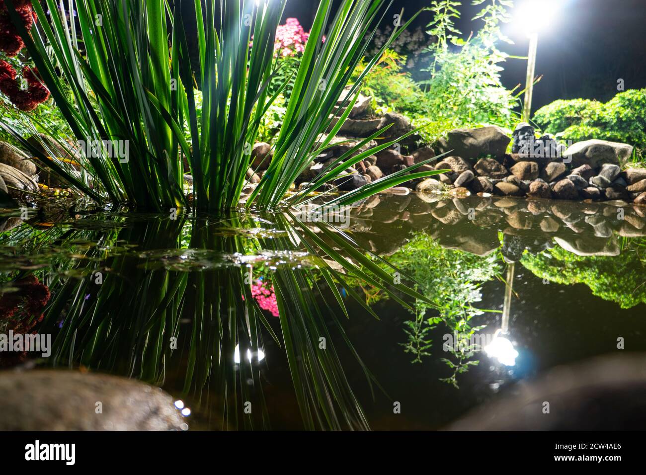 Garden pond at night. Illuminated pond shore in a night. Garden fish ...