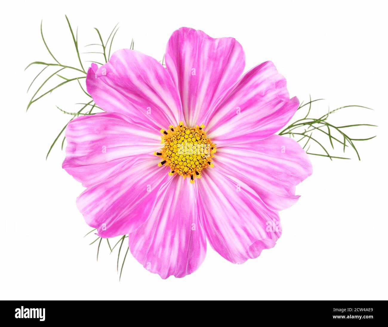 Rare white pink striped cosmos flower, isolated Stock Photo - Alamy