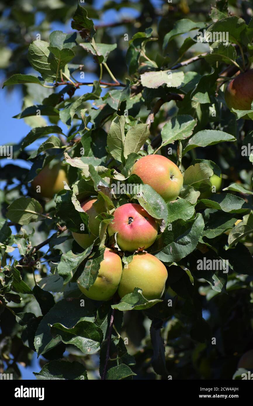 Field asphalt apple tree hi-res stock photography and images - Alamy