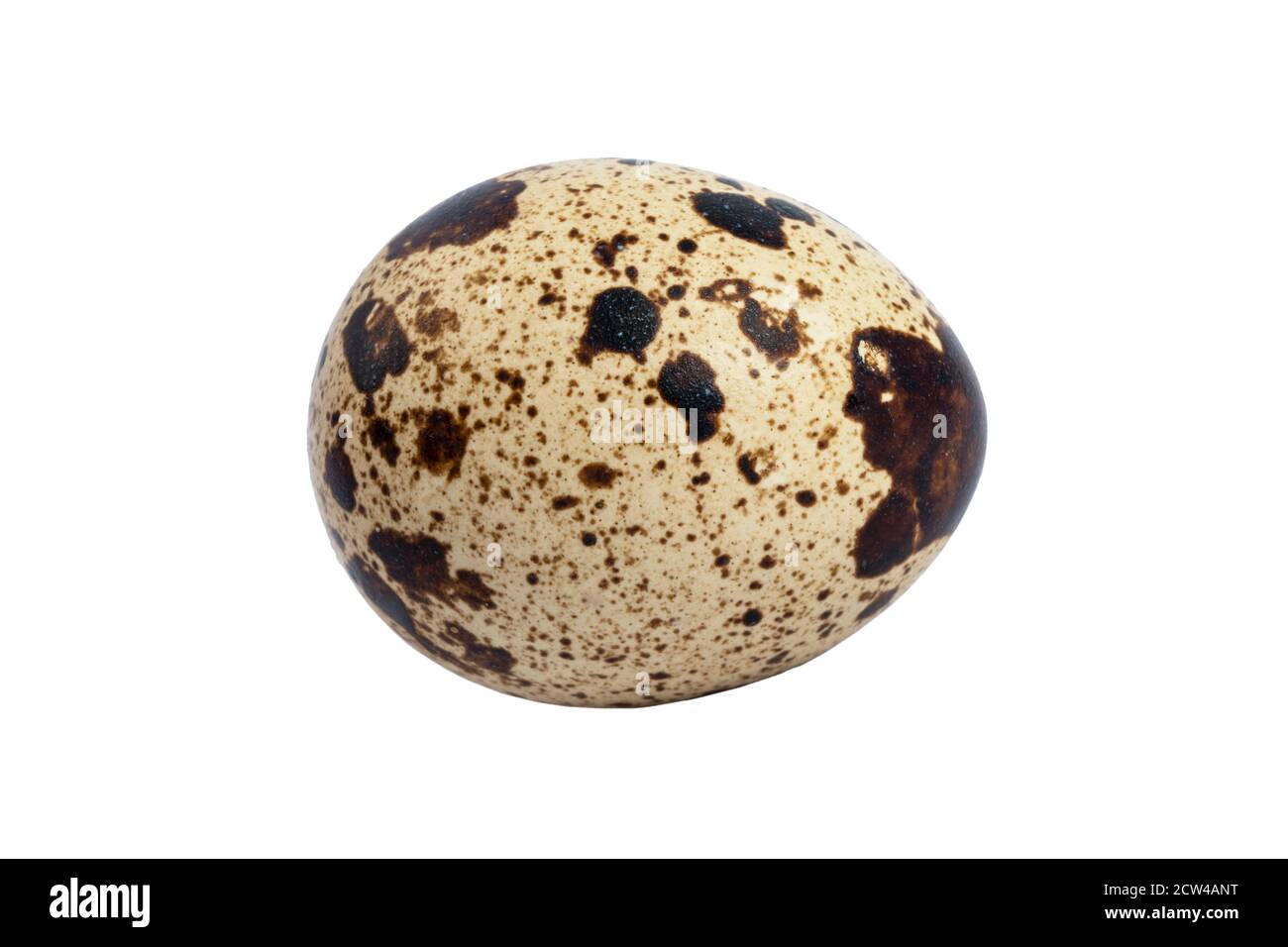 Macro shot quail egg isolated on white background. Quail eggs close-up ...