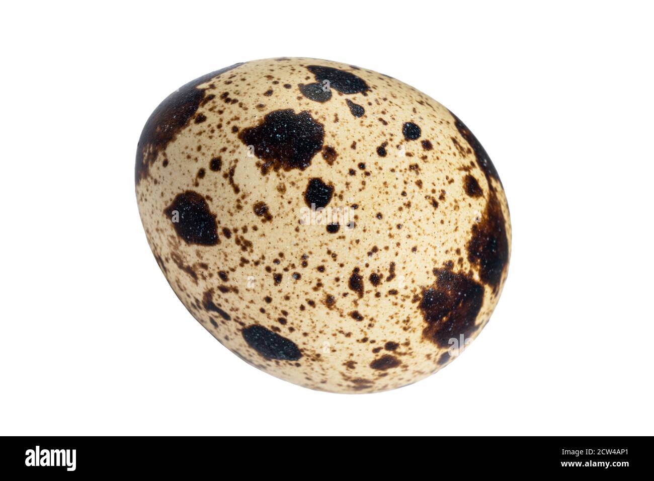 Macro shot quail egg isolated on white background. Quail eggs close-up ...