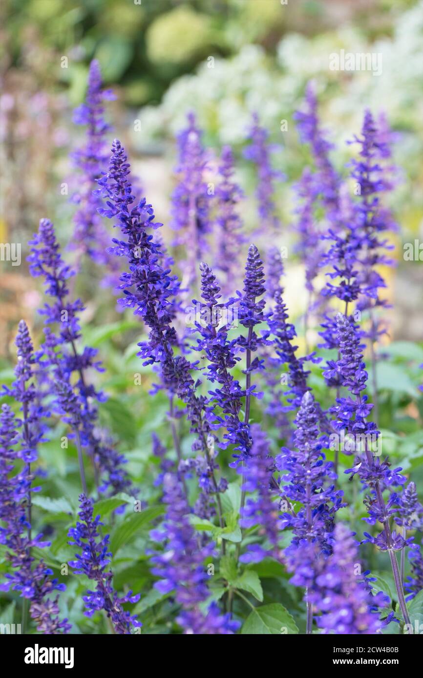 Salvia x sylvestris 'May night' Stock Photo - Alamy