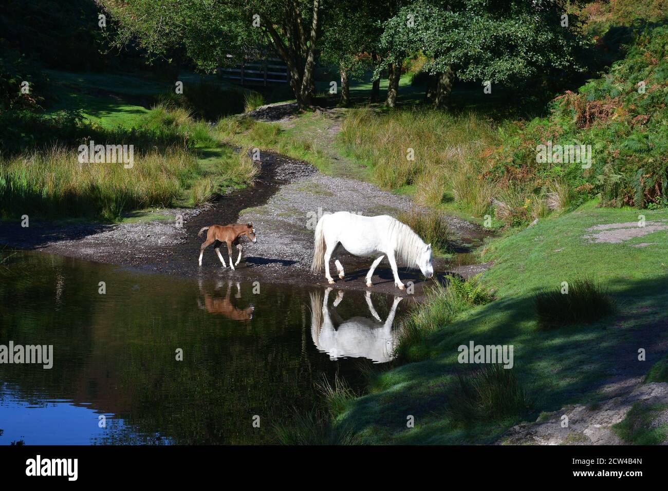 Horses in a water pond hi-res stock photography and images - Alamy