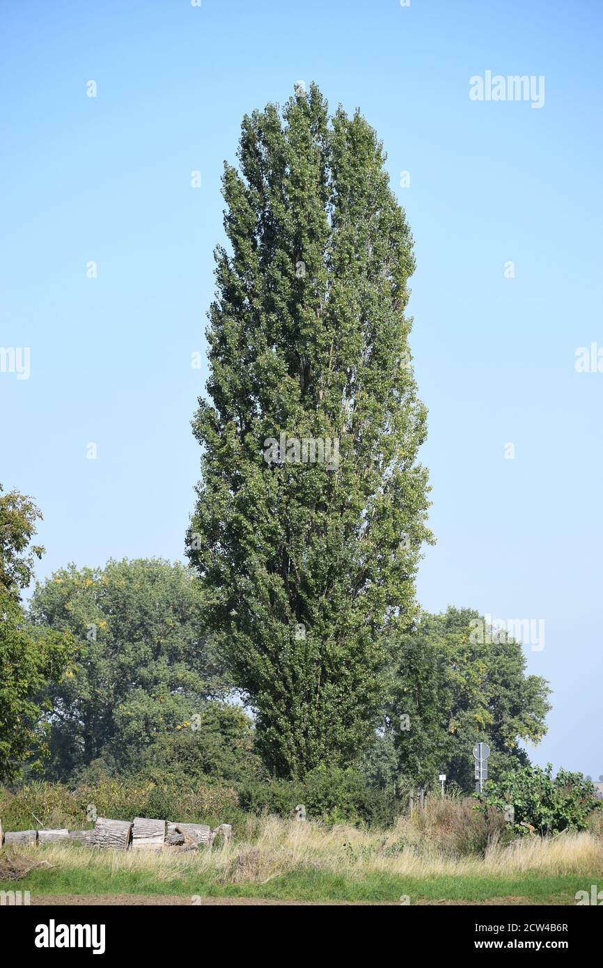 Thürer Wiesen in autumn Stock Photo - Alamy