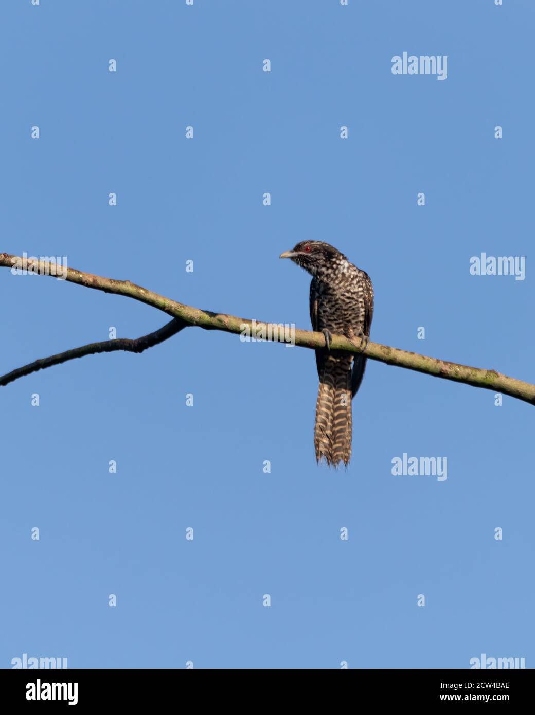 Koel bird hi-res stock photography and images - Alamy