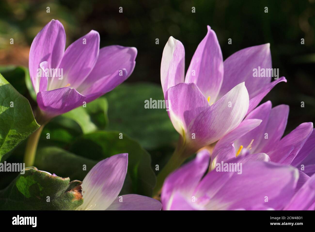 Colchium 'The Giant' Stock Photo - Alamy