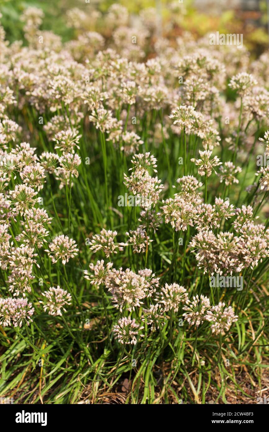 Allium 'sugar melt' Stock Photo - Alamy