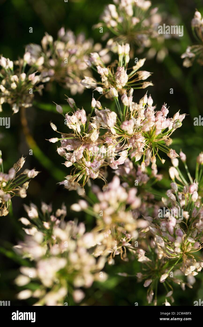 Allium 'sugar melt' Stock Photo - Alamy