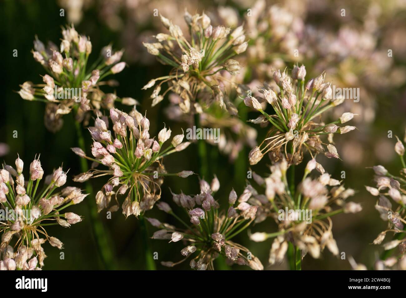 Melt sugar hi-res stock photography and images - Alamy