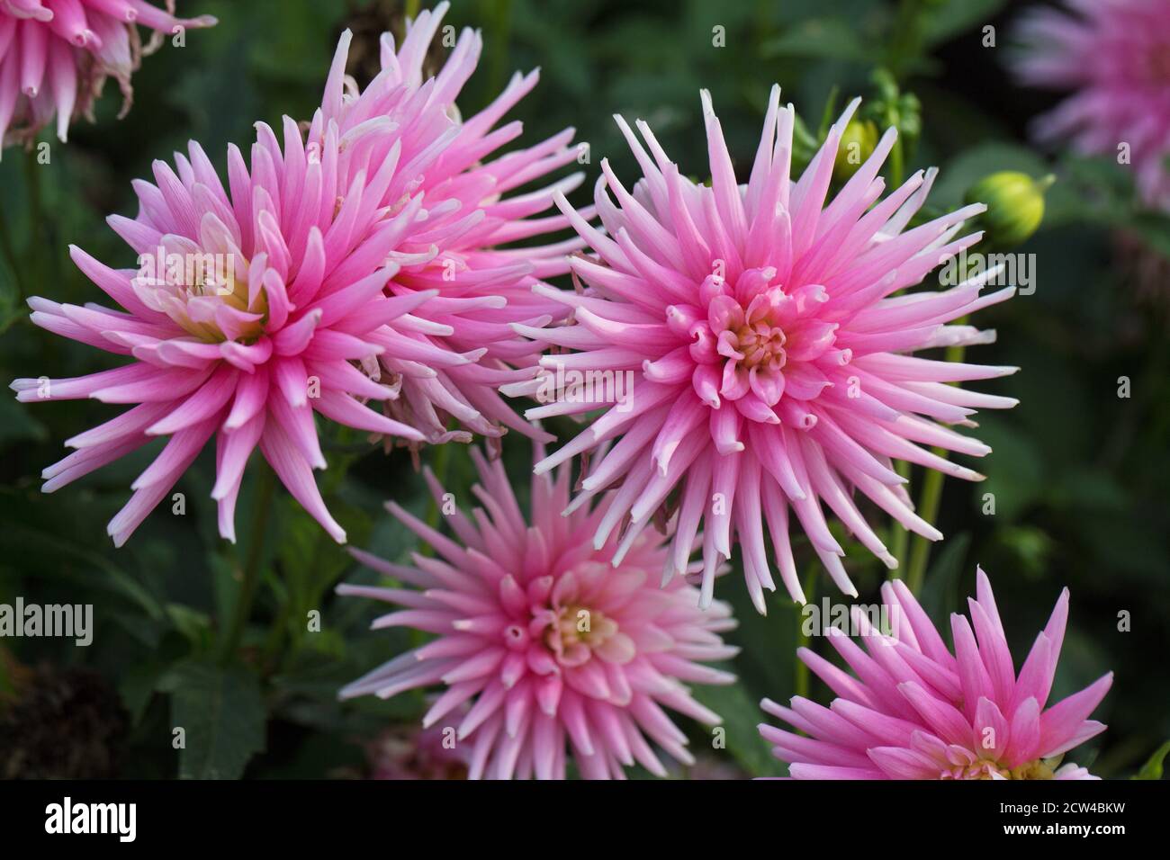 Dahlia ‘park princess’ hi-res stock photography and images - Alamy