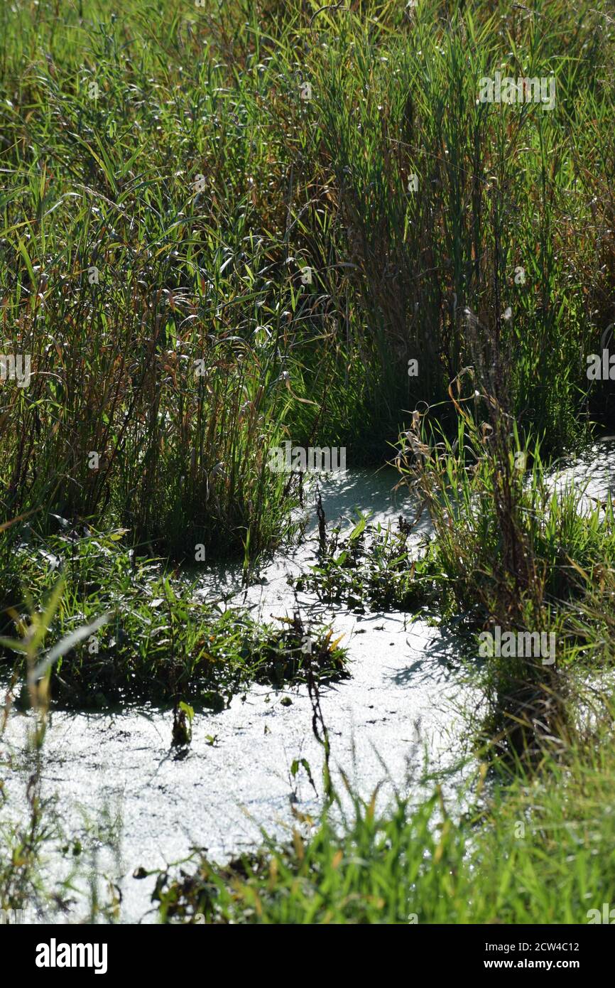 swamp river in Thürer Wiesen in autumn Stock Photo - Alamy