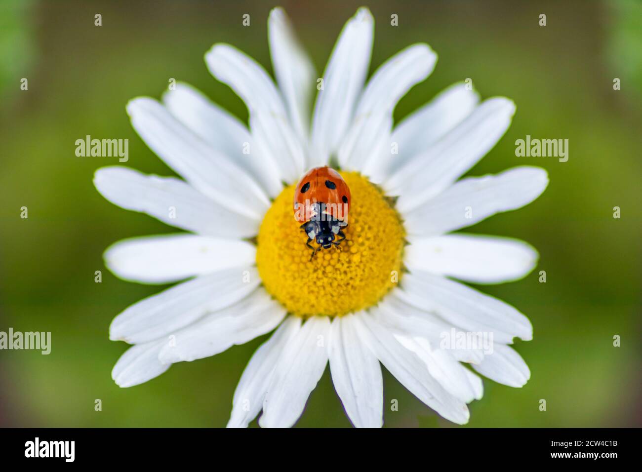 Cute little ladybug with red wings and black dotted hunting for plant ...
