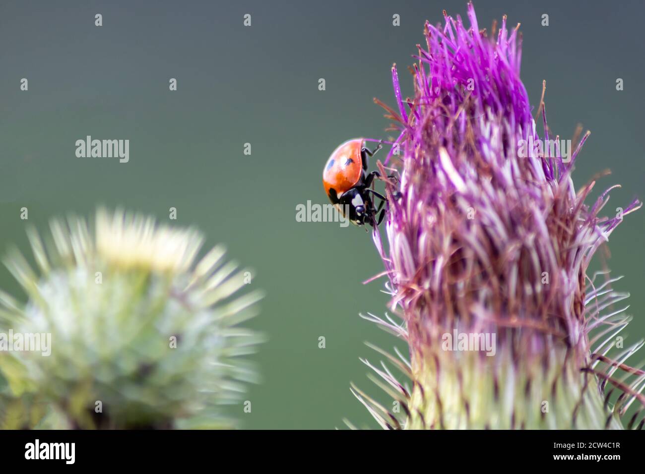 Cute little ladybug with red wings and black dotted hunting for plant ...