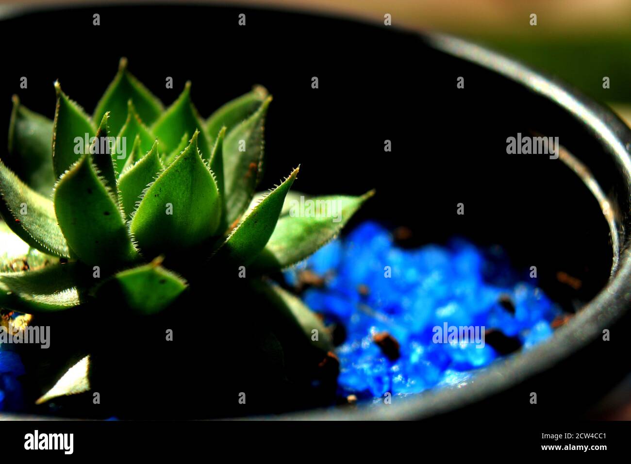 Macro plants hi-res stock photography and images - Alamy