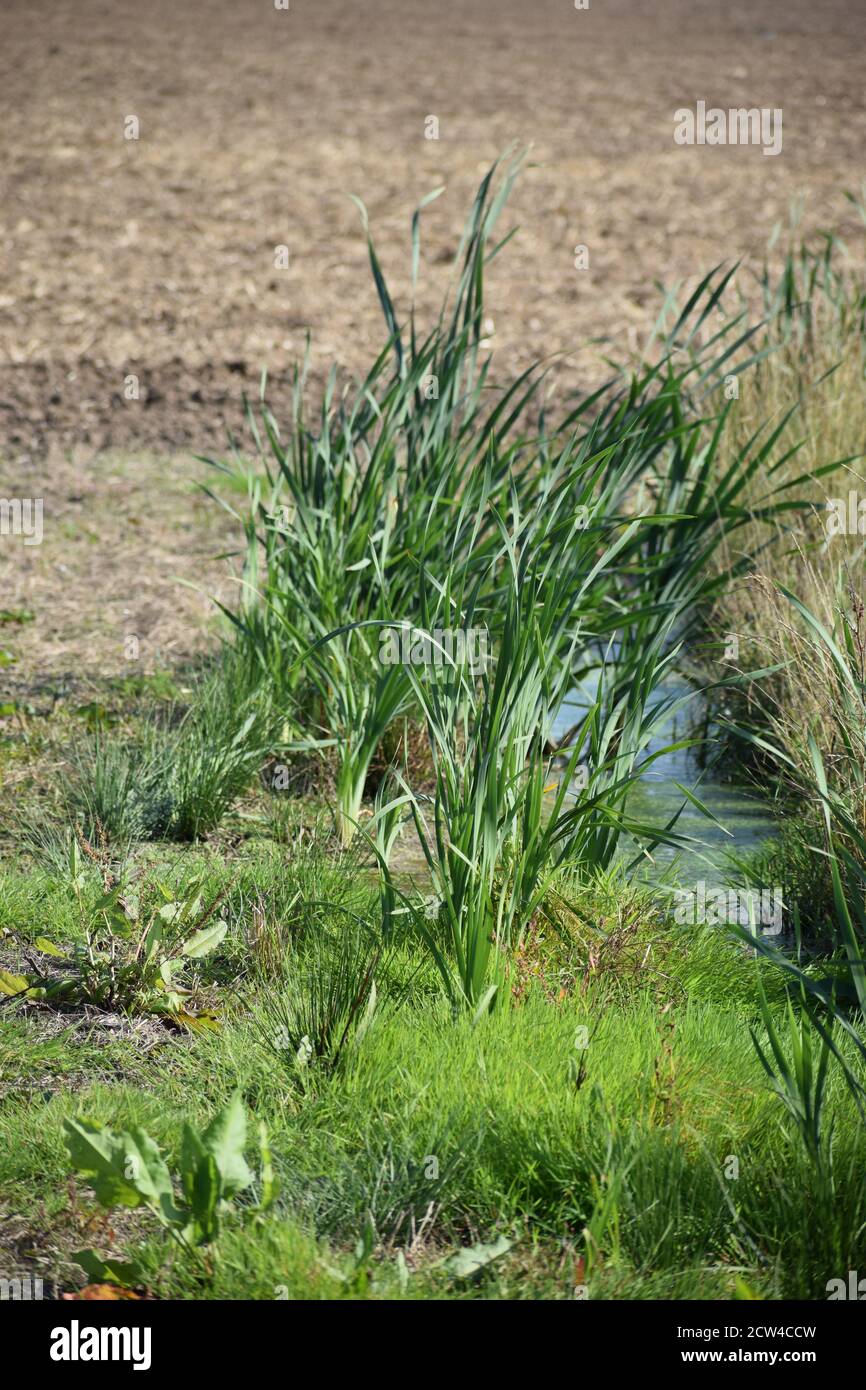 Thürer Wiesen in autumn Stock Photo - Alamy