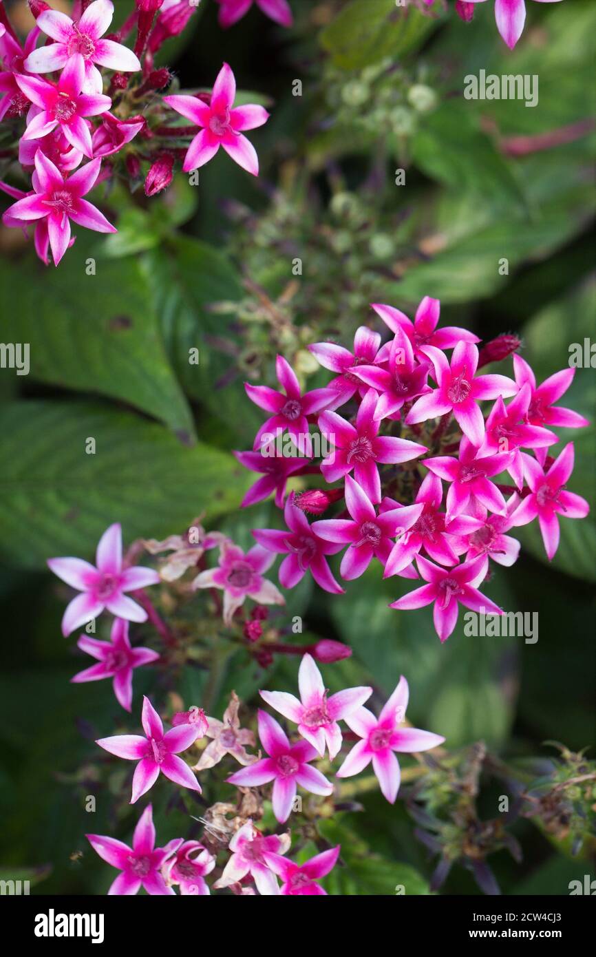 Pentas graffiti 20/20 'flirty pink' Stock Photo - Alamy