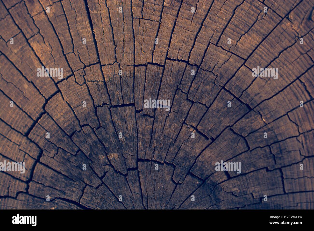 Old Weathered cracked tree stump texture background with the cross section Stock Photo - Alamy
