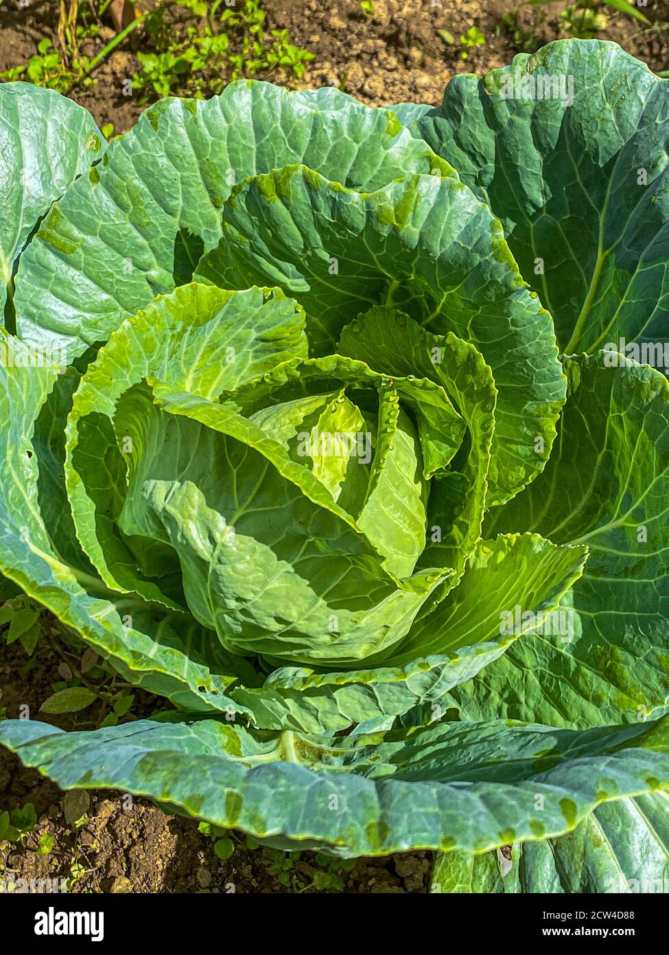 Organic cabbage plants in a greenhouse Stock Photo - Alamy