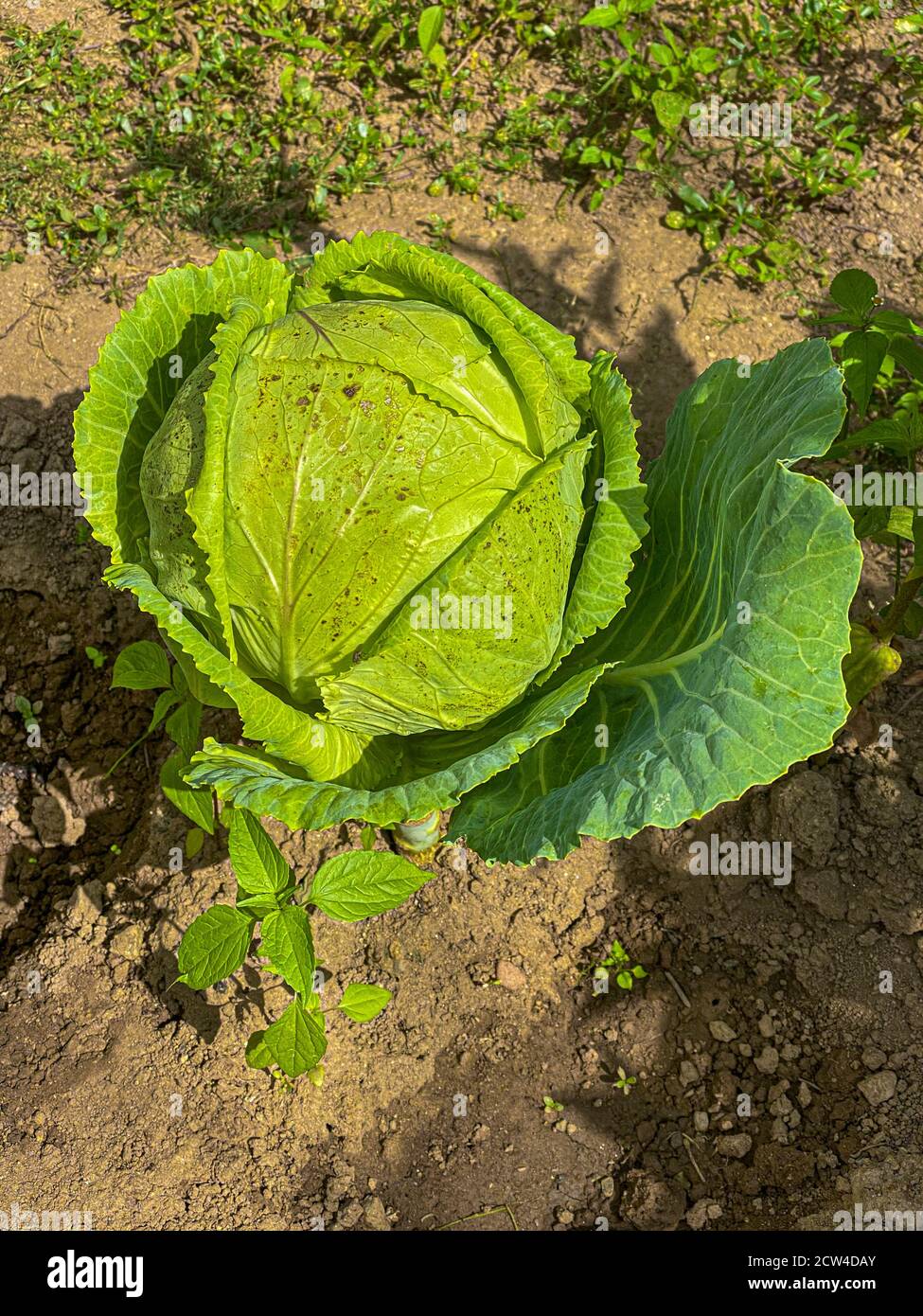 Organic cabbage plants in a greenhouse Stock Photo - Alamy