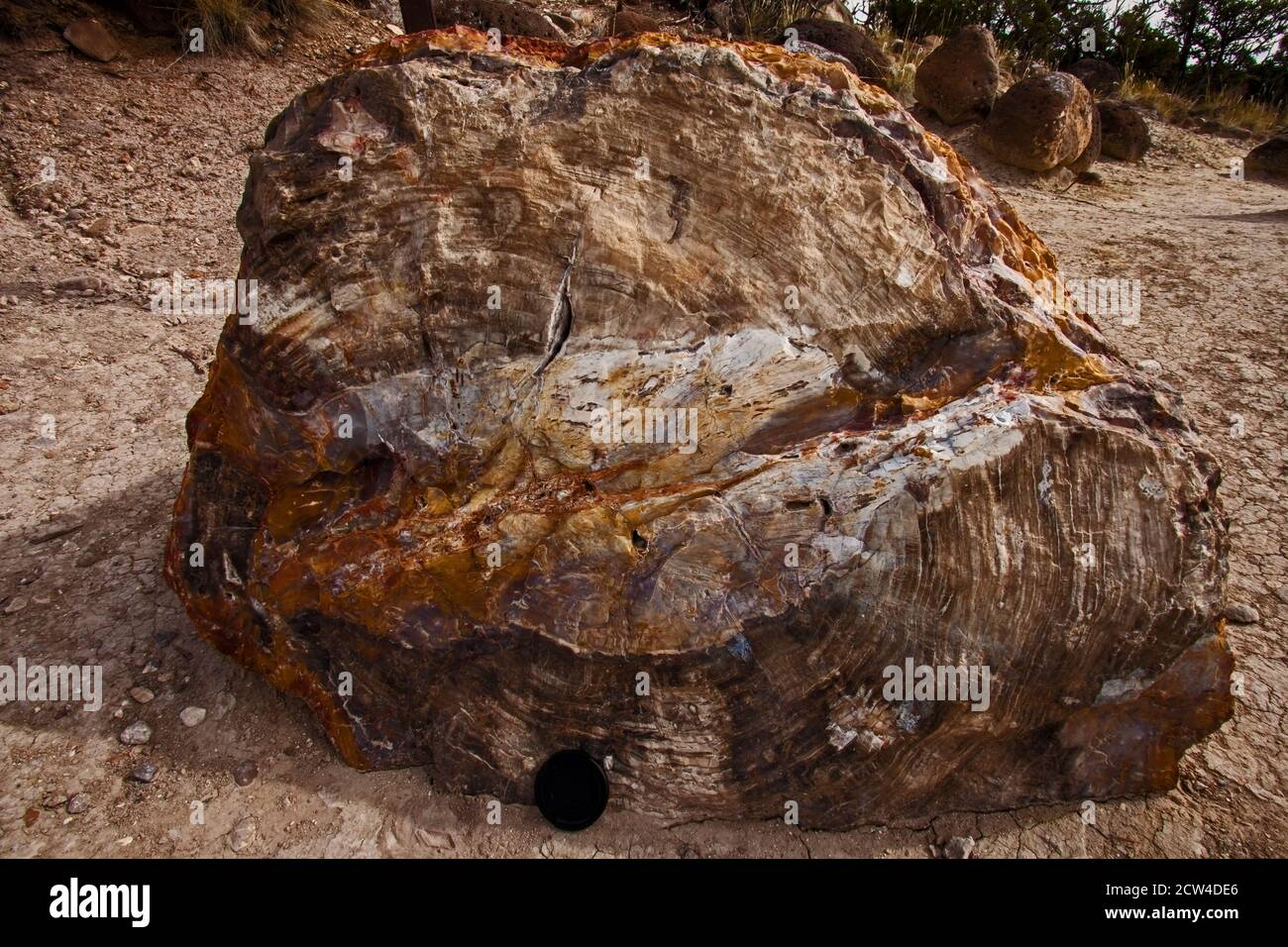 Petrified Forest State Park Escalante 2294 Stock Photo - Alamy