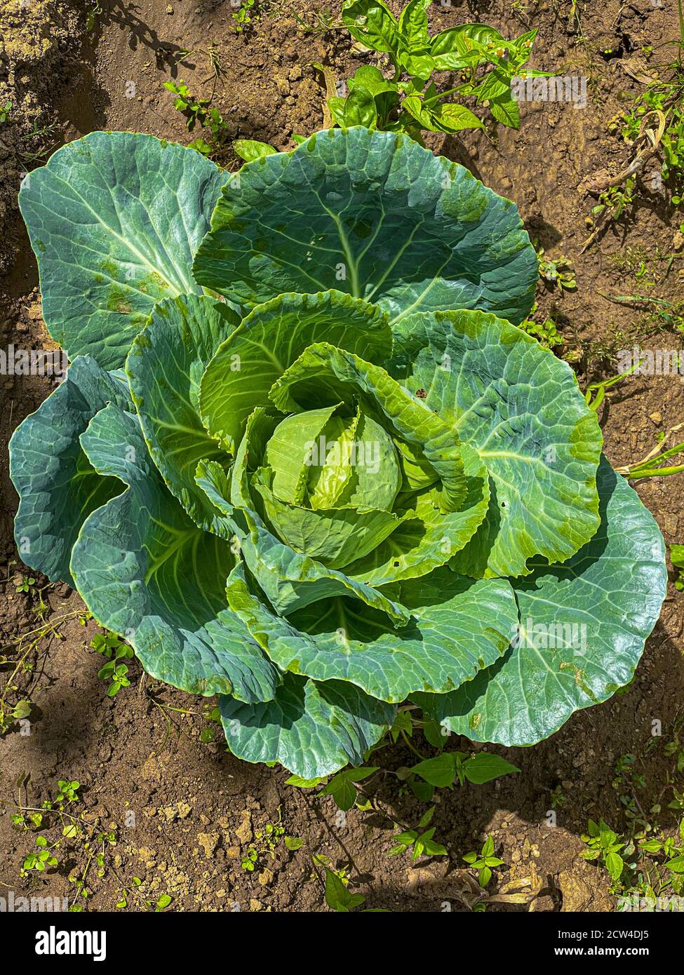 Organic cabbage plants in a greenhouse Stock Photo - Alamy