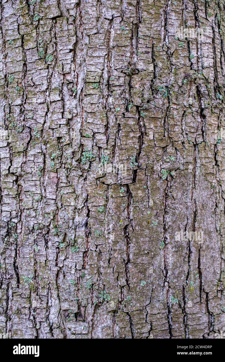 Chestnut tree bark hi-res stock photography and images - Alamy