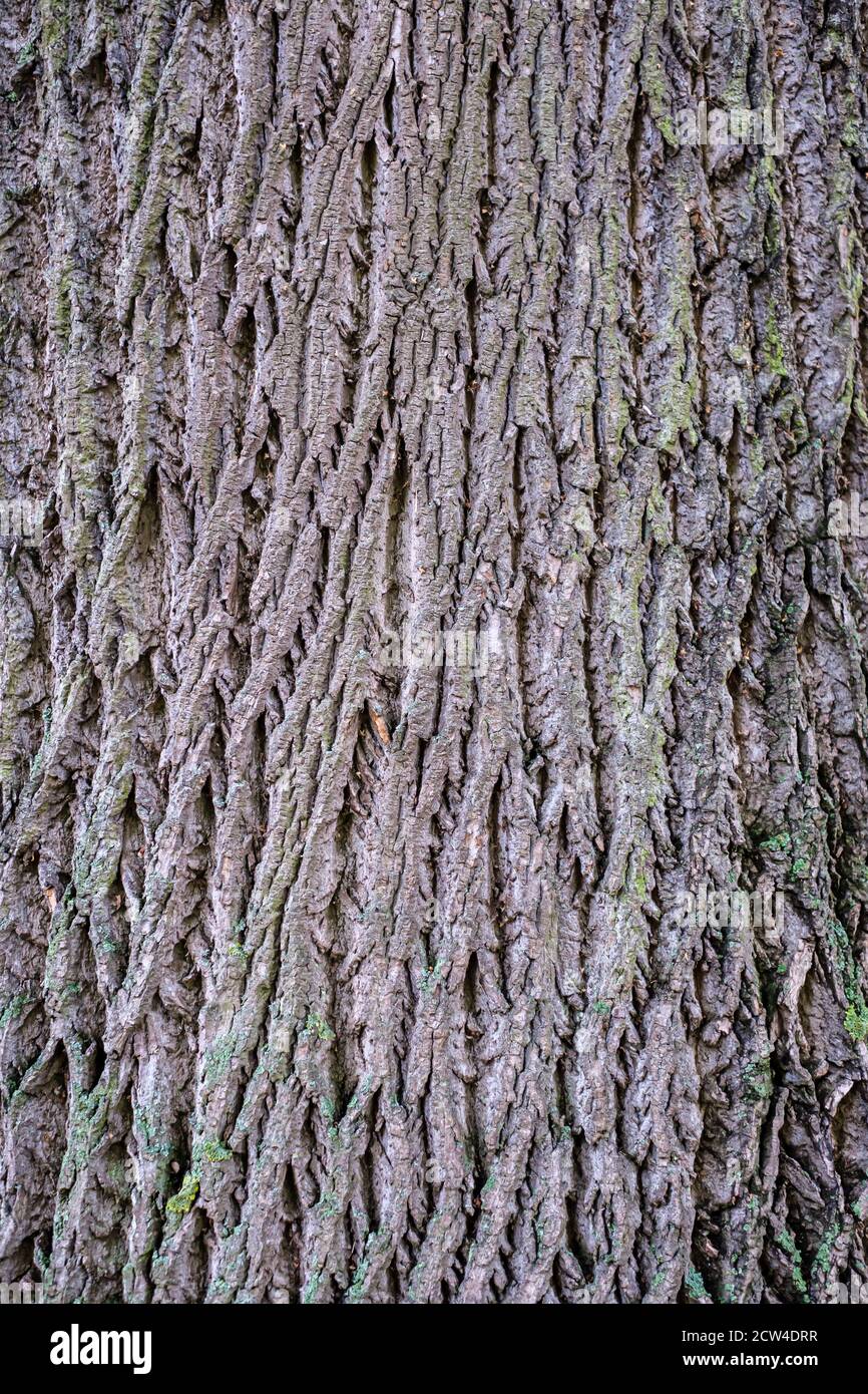 Tulip Tree Bark Hi Res Stock Photography And Images Alamy