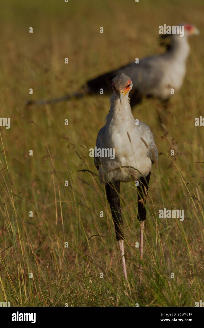 Safari in East African Plains Stock Photo - Alamy