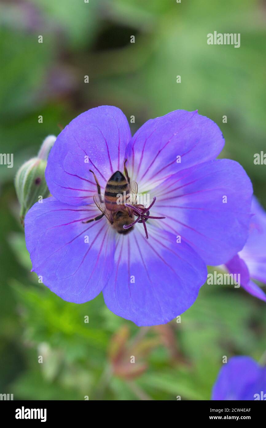 Geranium 'Gerwat' ROZANNE flower close up with bee Stock Photo - Alamy