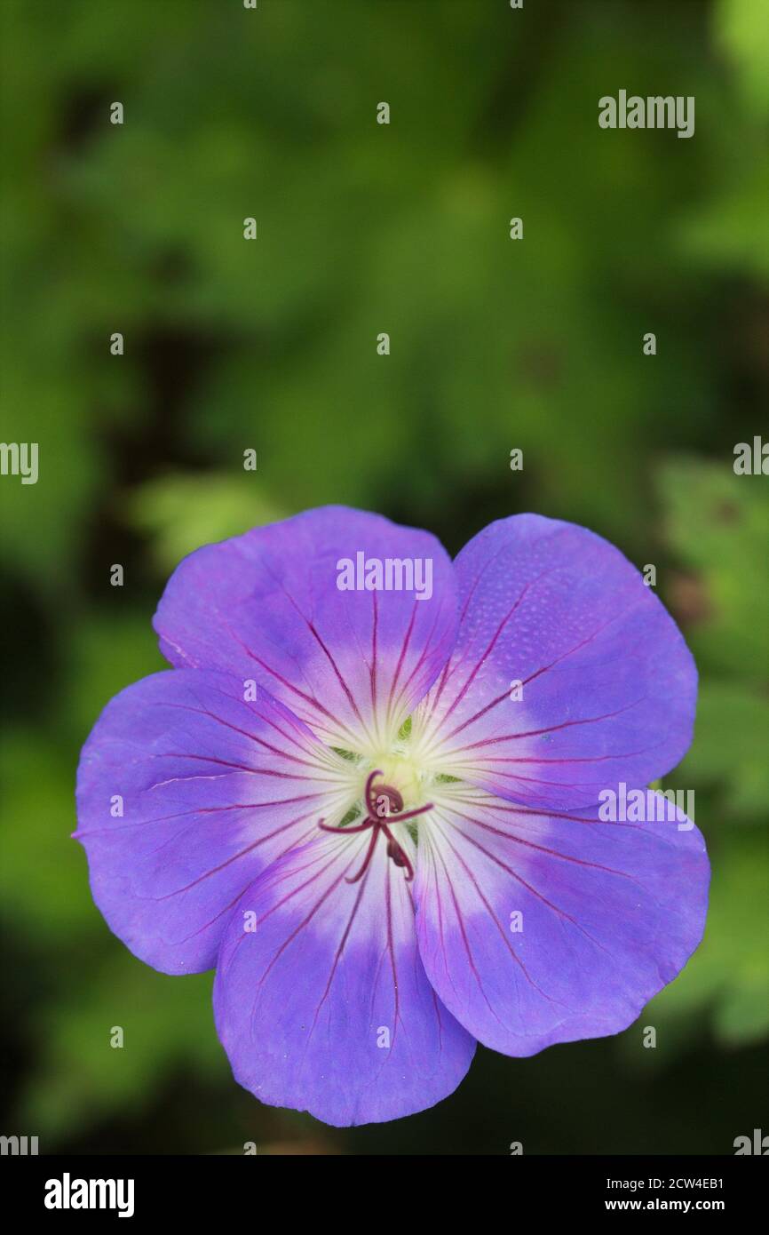 Geranium rozanne gerwat hi-res stock photography and images - Alamy