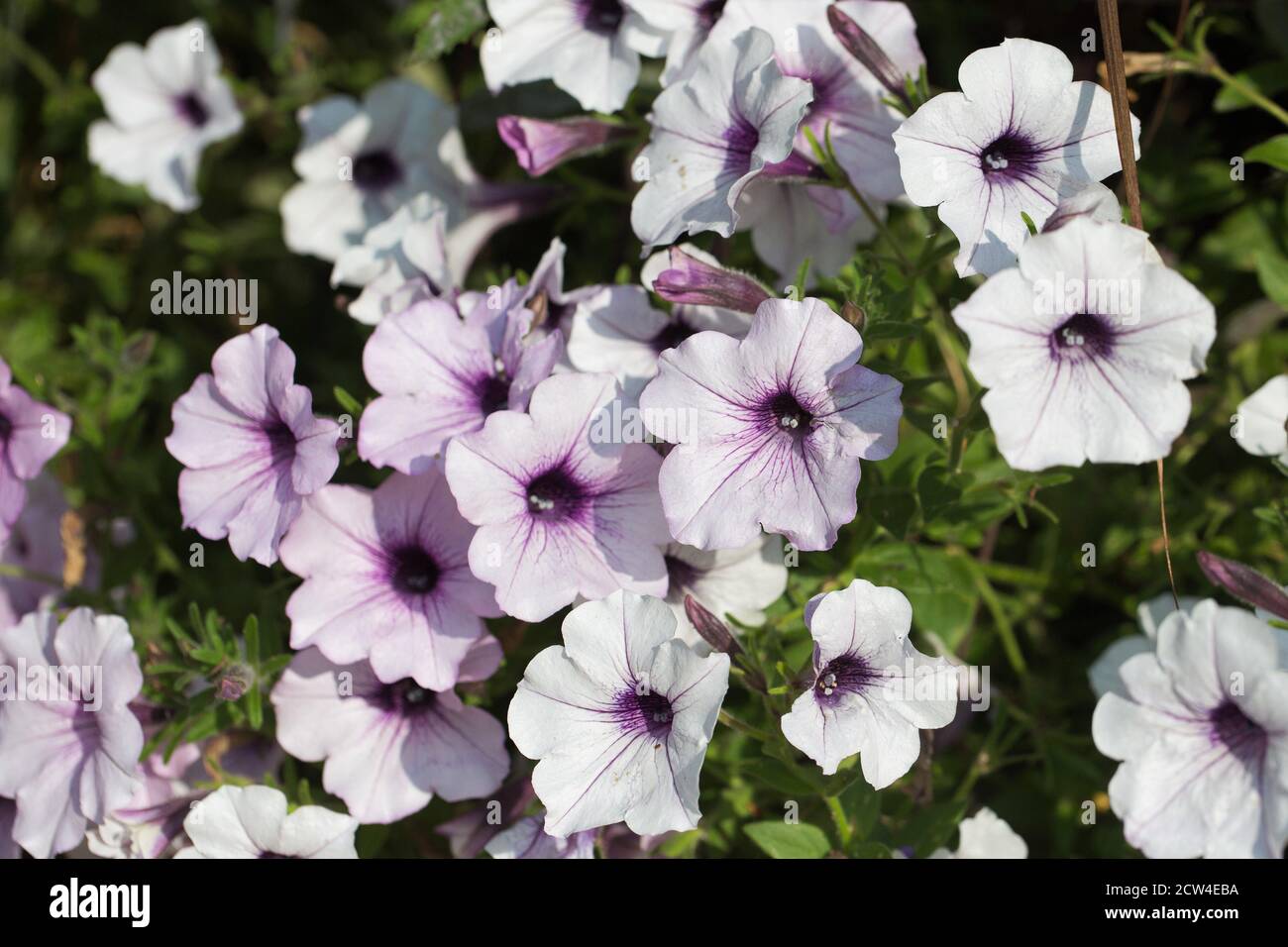 Petunia 'Tidal Wave Silver' flowers Stock Photo - Alamy