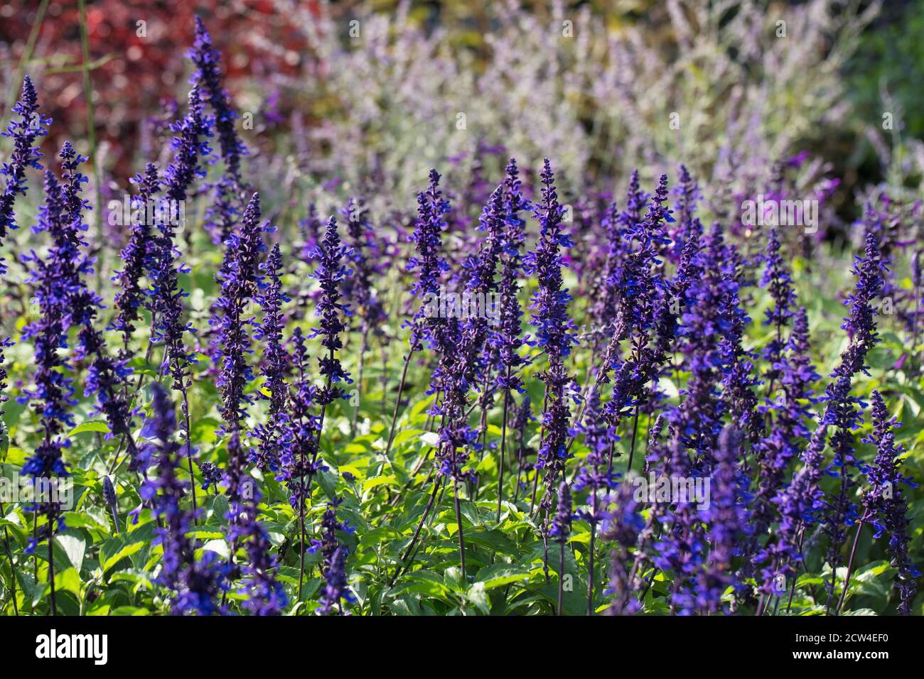 Salvia 'Indigo Spires' Stock Photo - Alamy