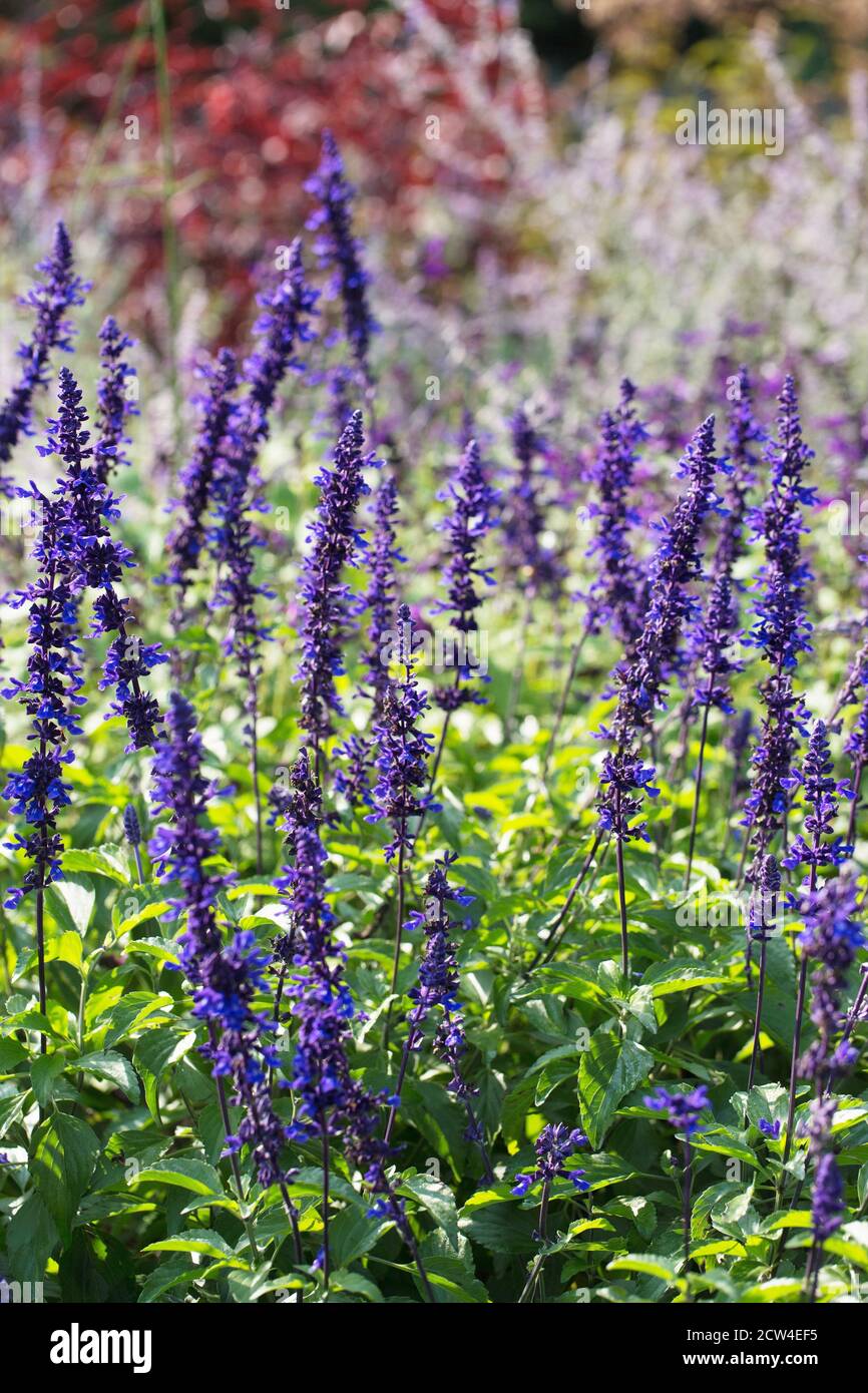 Salvia 'Indigo Spires' Stock Photo - Alamy