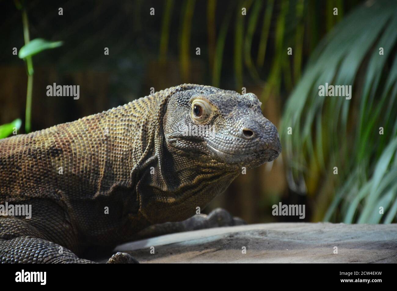 Colorsportraits hi-res stock photography and images - Alamy