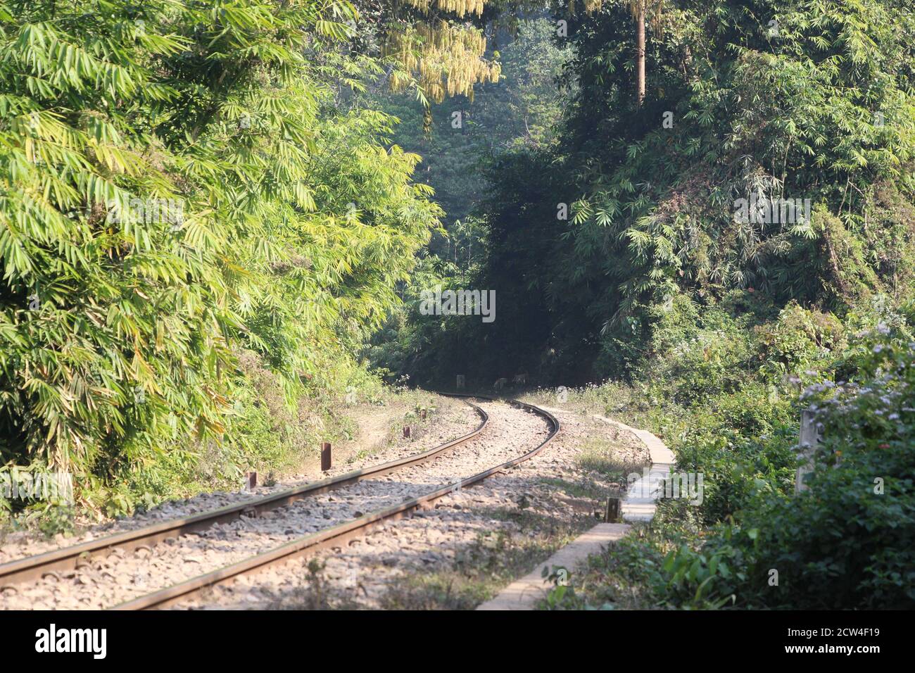 Rail line through forest Stock Photo - Alamy