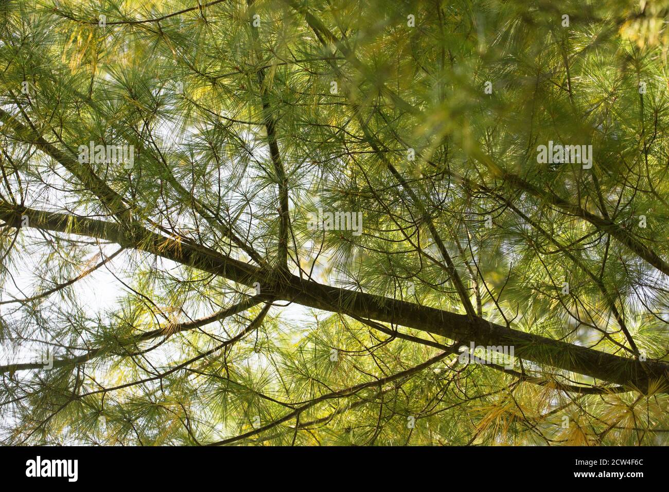 White pine pinus strobus close up hi-res stock photography and images ...