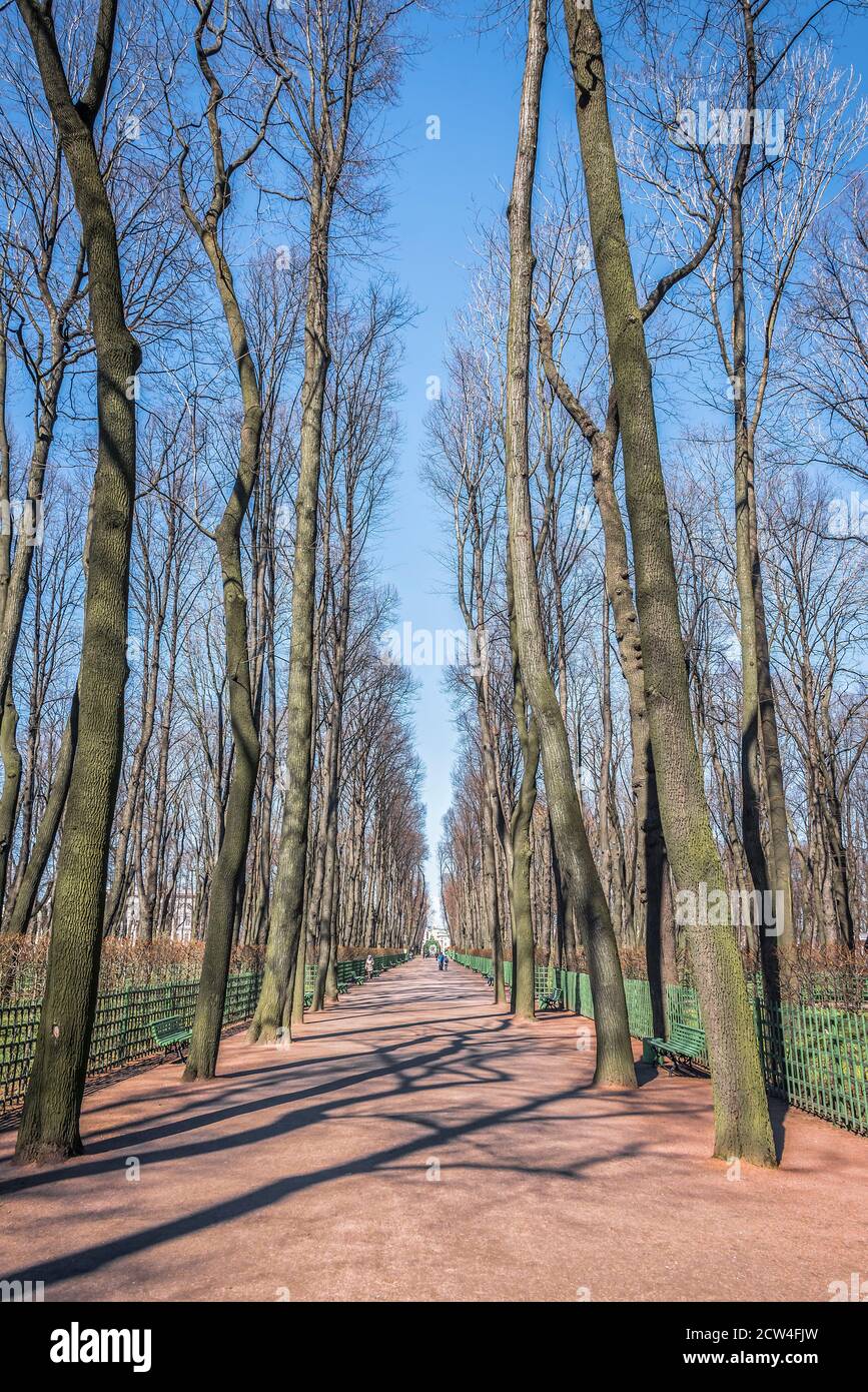 Sunny alley with the trees still without leaves Stock Photo - Alamy