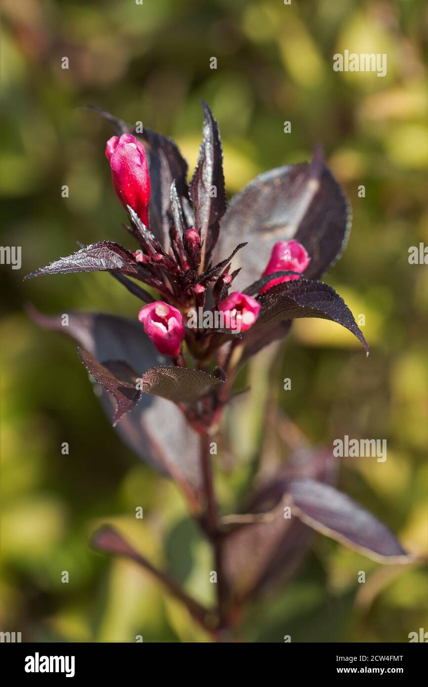 Weigela florida 'Alexandra' Stock Photo - Alamy