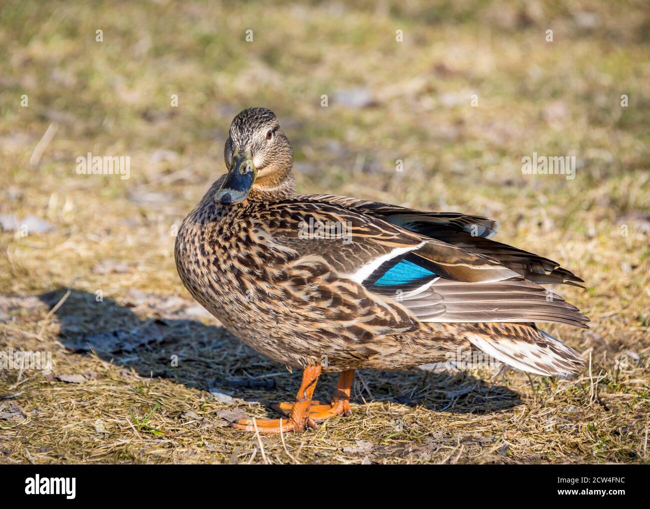 Close-up view of a wild duck Stock Photo - Alamy