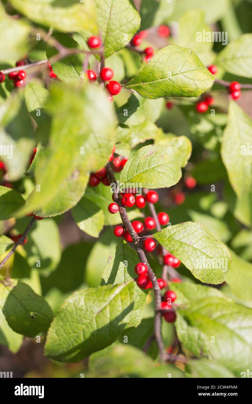 Ilex verticillata 'Red Sprite' Stock Photo - Alamy